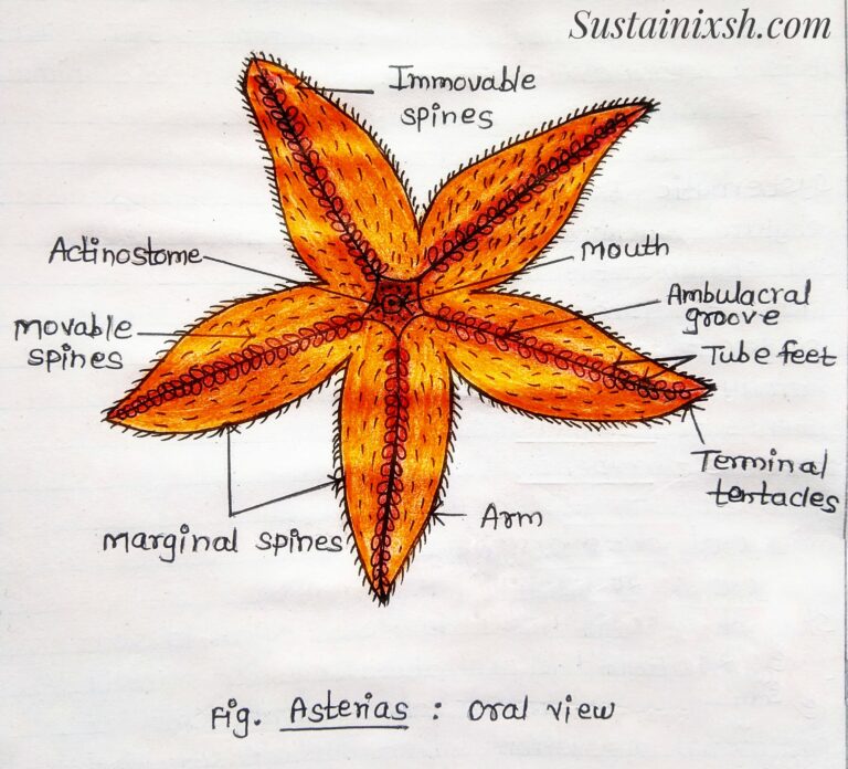 Study of external characters and digestive system of Starfish - SustainixSH