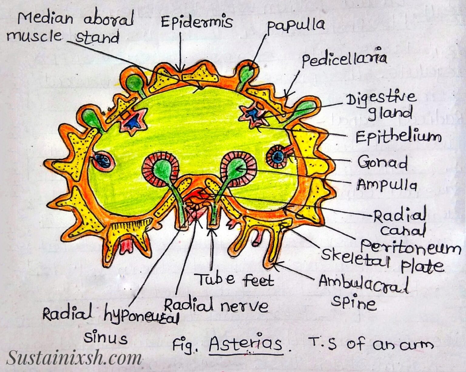 Study of Water Vascular System of Starfish - SustainixSH