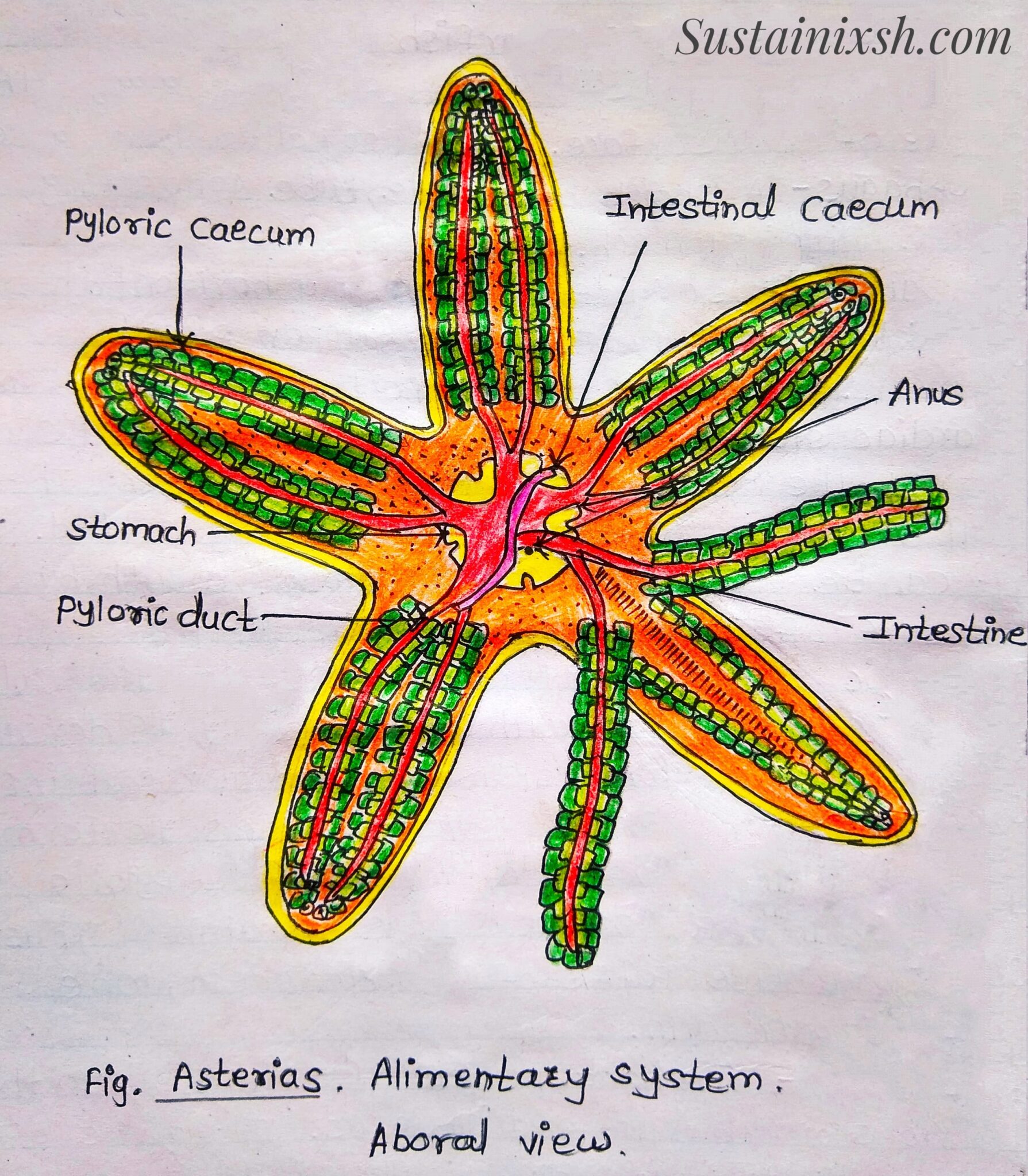 Study of external characters and digestive system of Starfish - SustainixSH