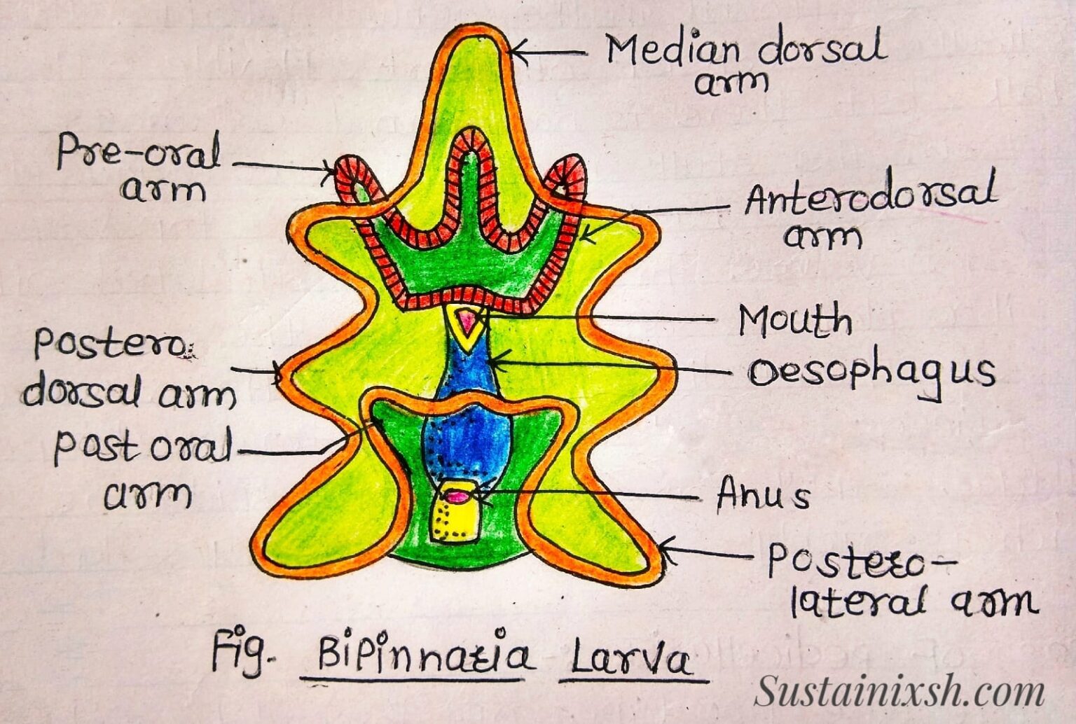 Study of Water Vascular System of Starfish - SustainixSH