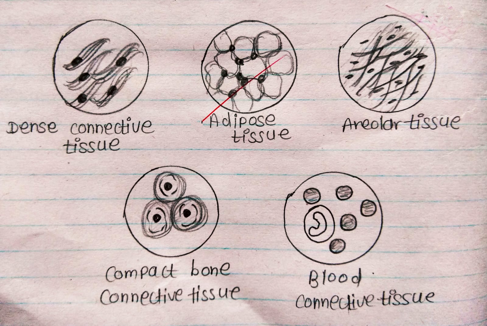 Different types of tissues - SustainixSH