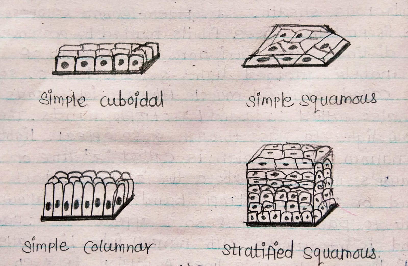 Different types of tissues - SustainixSH